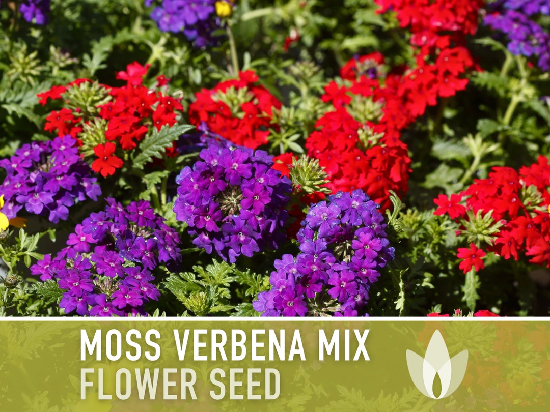 Moss Verbena Flower Seeds - Heirloom Seeds, Wildflower Seeds, Flower ...