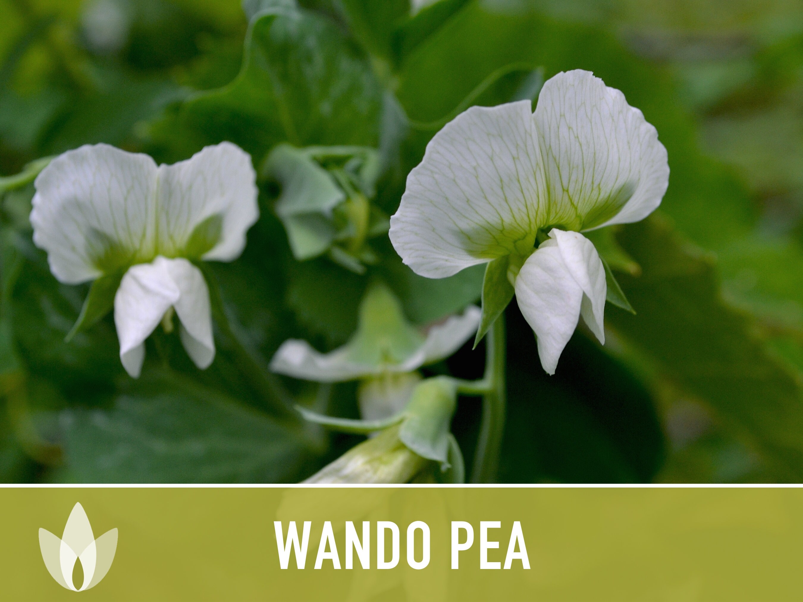 Wando Garden Pea Heirloom Seeds - Etsy