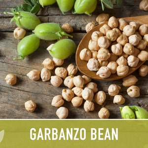 Garbanzo Heirloom Bean Seeds - Non-gmo Chickpea, Sprouting, Microgreens ...