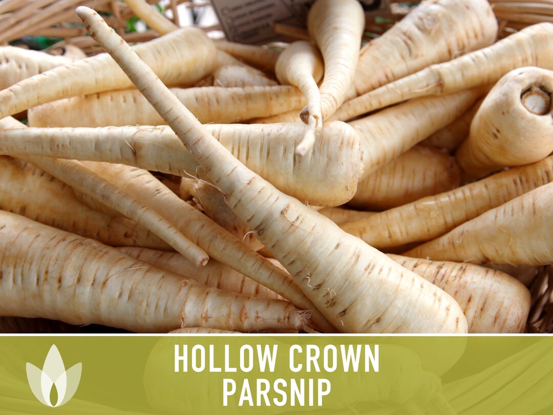 Hollow Crown Parsnip Heirloom Seeds Non-gmo Open - Etsy