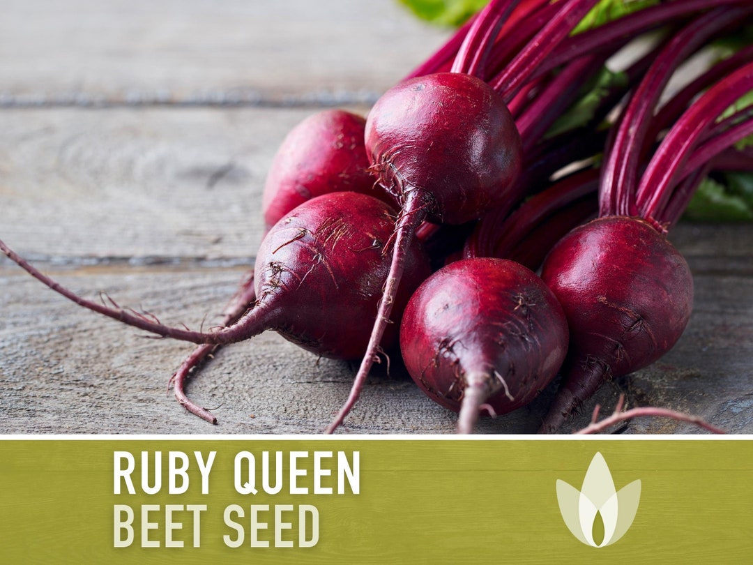 Ruby Queen Beet Seeds - Heirloom Seeds, AAS Winner, Easy to Grow ...