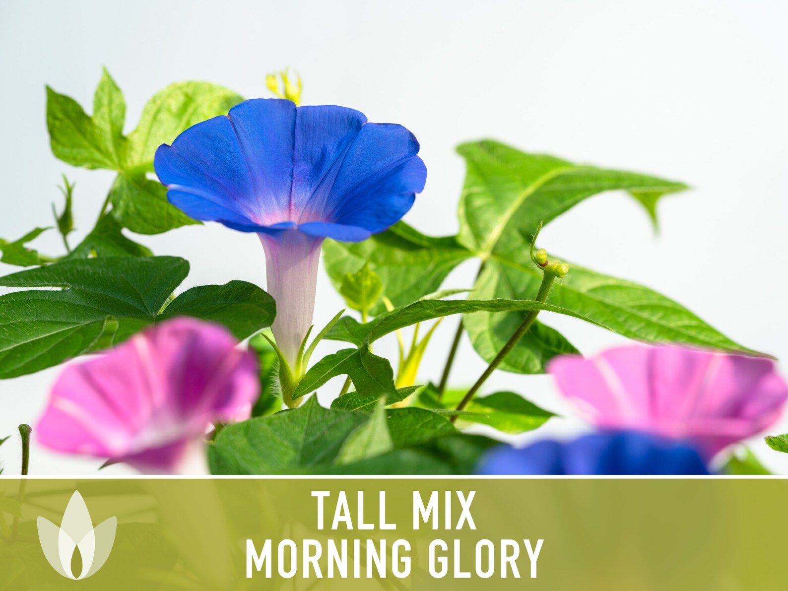 Morning Glory Tall Mix Heirloom Seeds Flower Seeds Vine - Etsy