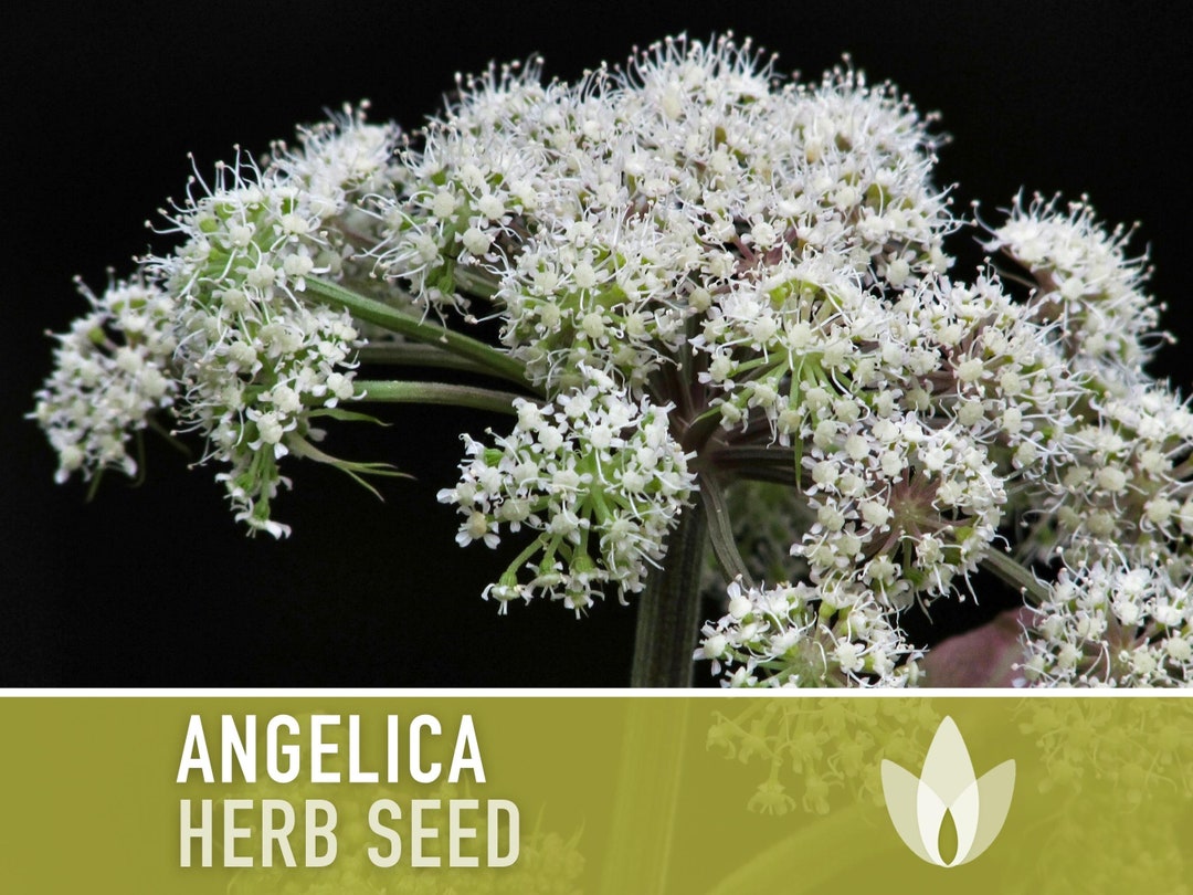 Angelica Heirloom Herb Seeds - Medicinal Herb, Culinary Herb, Holy ...