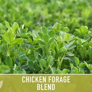 Chicken Forage Heirloom Seed Mix - 1 Ounce, Omega 3, Backyard Chickens ...