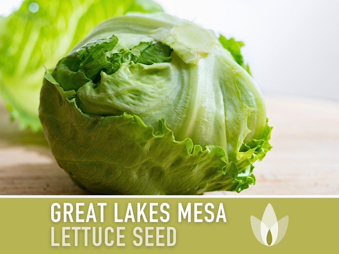 Great Lakes Mesa Lettuce Seeds - Heirloom Seeds, Iceberg Lettuce, Slow ...