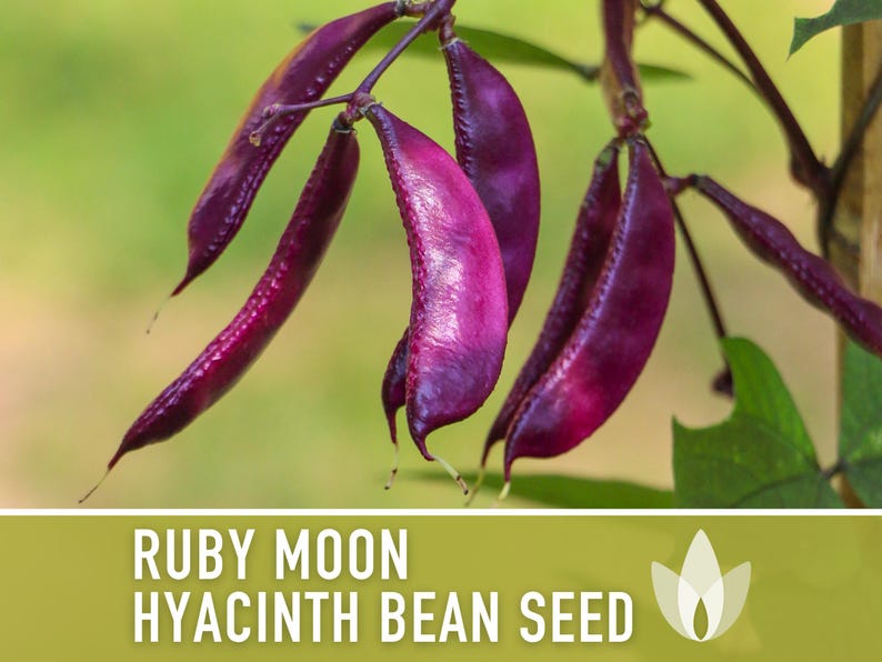 Ruby Moon Hyacinth Bean Seeds | Heirloom, Open Pollinated, Non-gmo ...