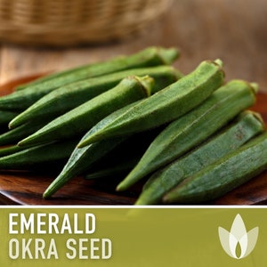 Emerald Green Velvet Okra Seeds - Heirloom Seeds, Open Pollinated ...