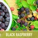 Black Raspberry Seeds Heirloom Seeds Medicinal Plant Open - Etsy