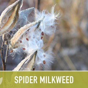 Spider Milkweed Seeds – Asclepias Viridis, Monarch Butterfly Garden - Etsy