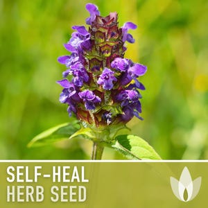 Self Heal Herb Seeds - Heirloom, Heart-of-the-earth, Herbal Remedy ...
