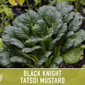 Black Knight Tatsoi Mustard Greens Seeds - Heirloom Seeds, Asian ...