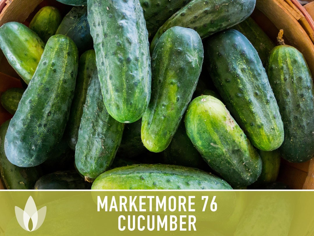 Marketmore 76 Cucumber Seeds Heirloom Seeds Slicing - Etsy