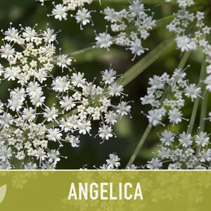 Angelica Heirloom Herb Seeds - Medicinal Herb, Culinary Herb, Holy ...