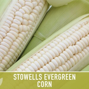 Stowell's Evergreen Corn Seeds Heirloom Seeds Sweet - Etsy