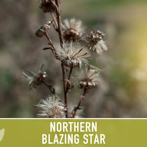 Northern Blazing Star Flower Seeds - Heirloom Seeds, Native Seeds ...