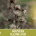 Northern Blazing Star Flower Seeds Heirloom Seeds Native - Etsy