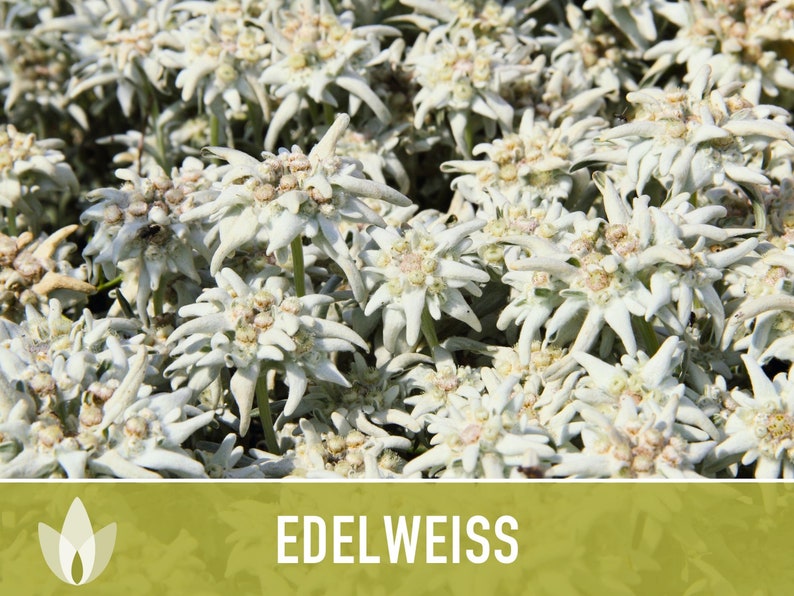 Edelweiss Flower Seeds – Heirloom Alpine Wildflower, Medicinal Plant - Etsy