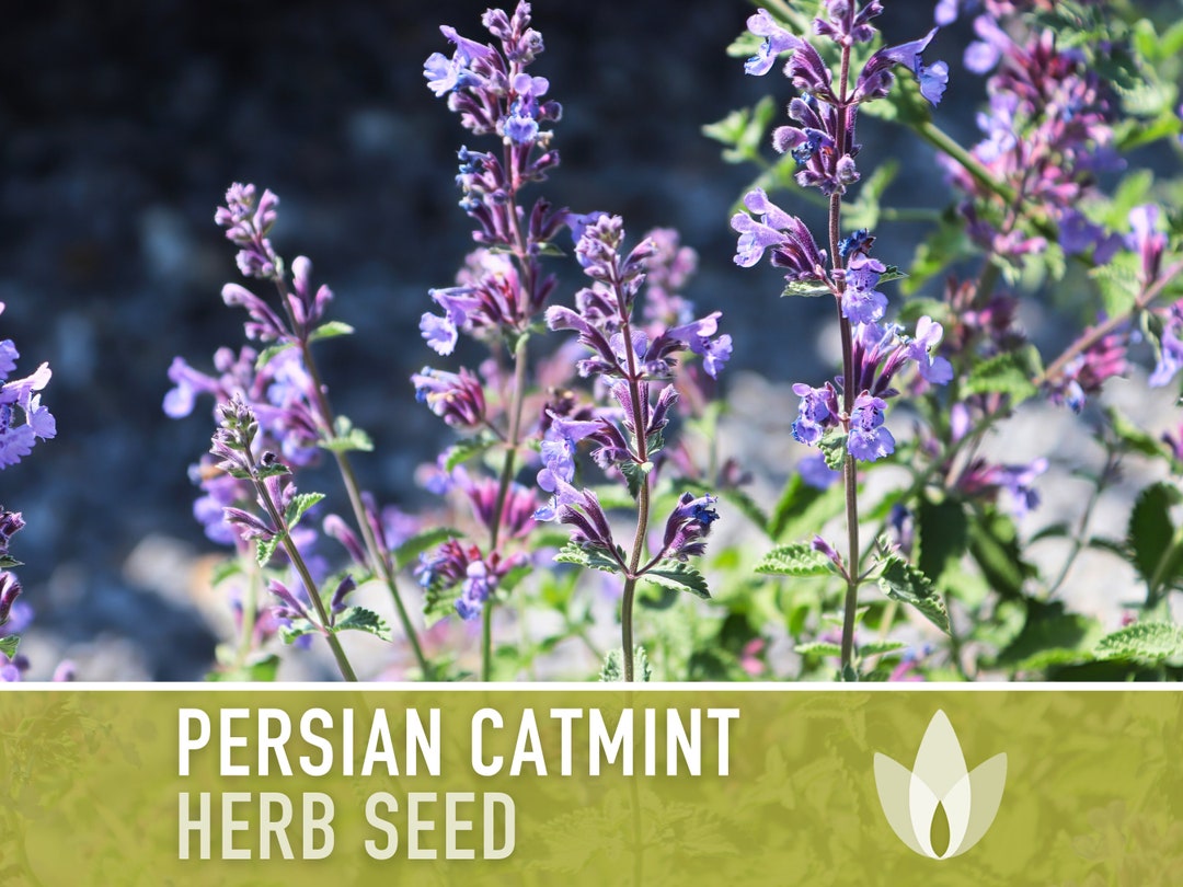 Persian Catmint Herb Seeds - Heirloom Seeds, Nepeta Mussinii, Medicinal ...