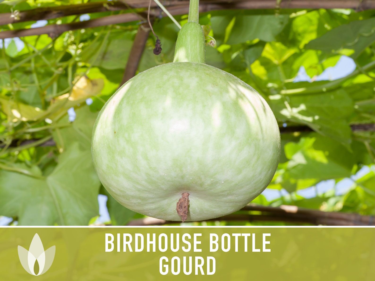 Birdhouse Bottle Gourd Seeds - Heirloom, Open Pollinated - Etsy