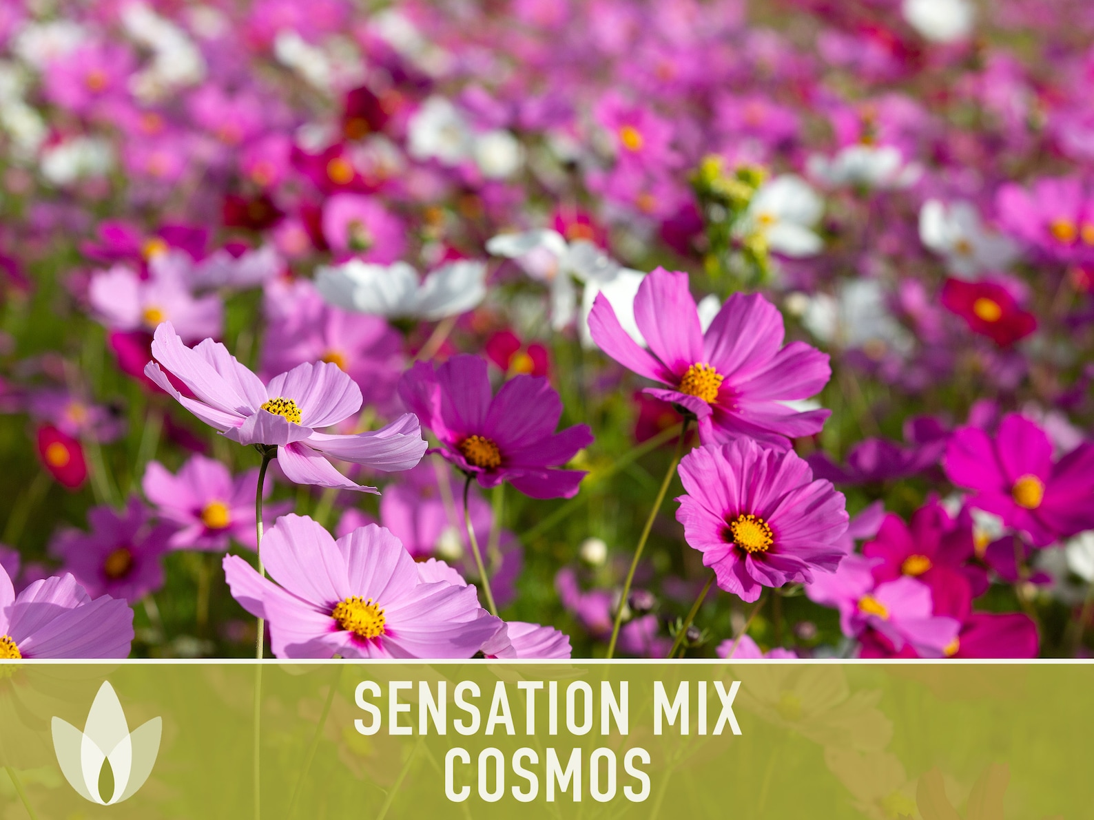 Cosmos Sensation Mix Flower Seeds Cut Flowers Butterfly - Etsy