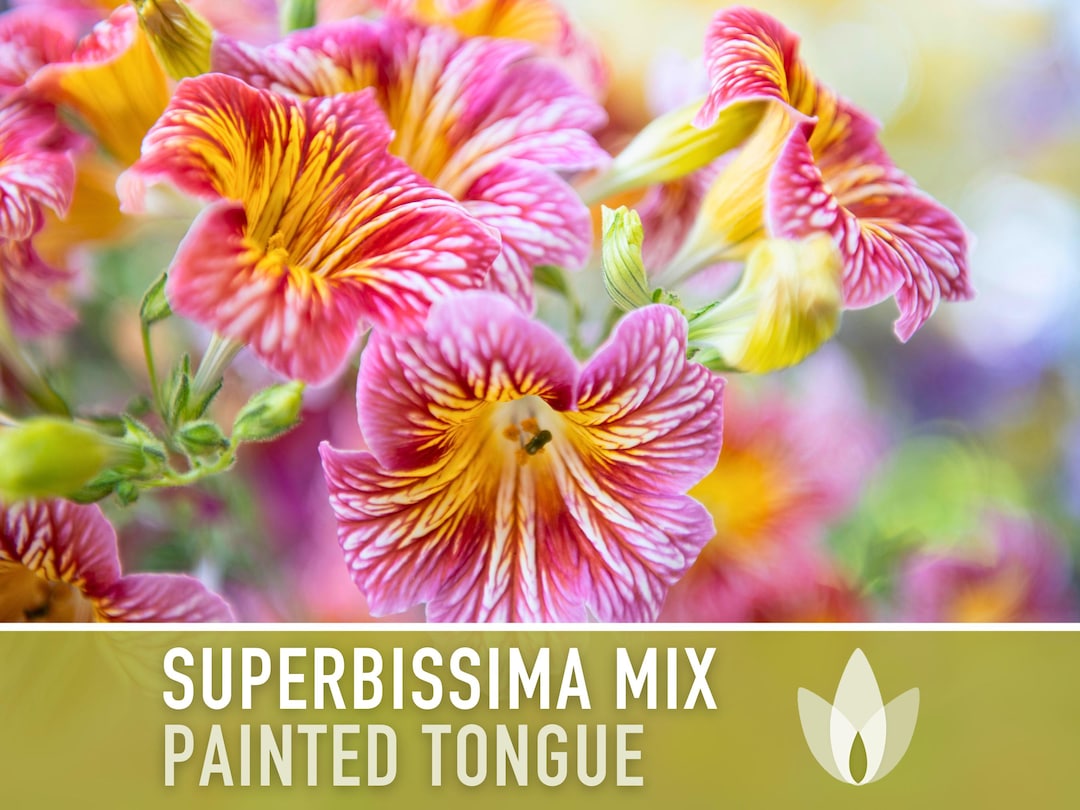 Painted Tongue Flower Seeds, Superbissima Mix, Heirloom Non-gmo - Etsy