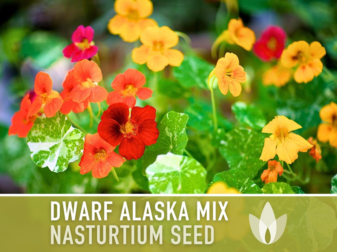 Nasturtium Alaska Mix Dwarf Heirloom Flower Seeds - Etsy