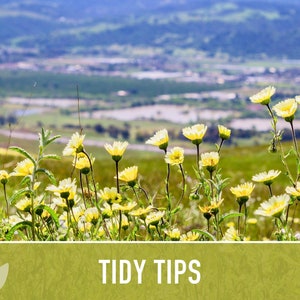 Tidy Tips Flower Seeds - Heirloom Seeds, Southwest Native Flower ...