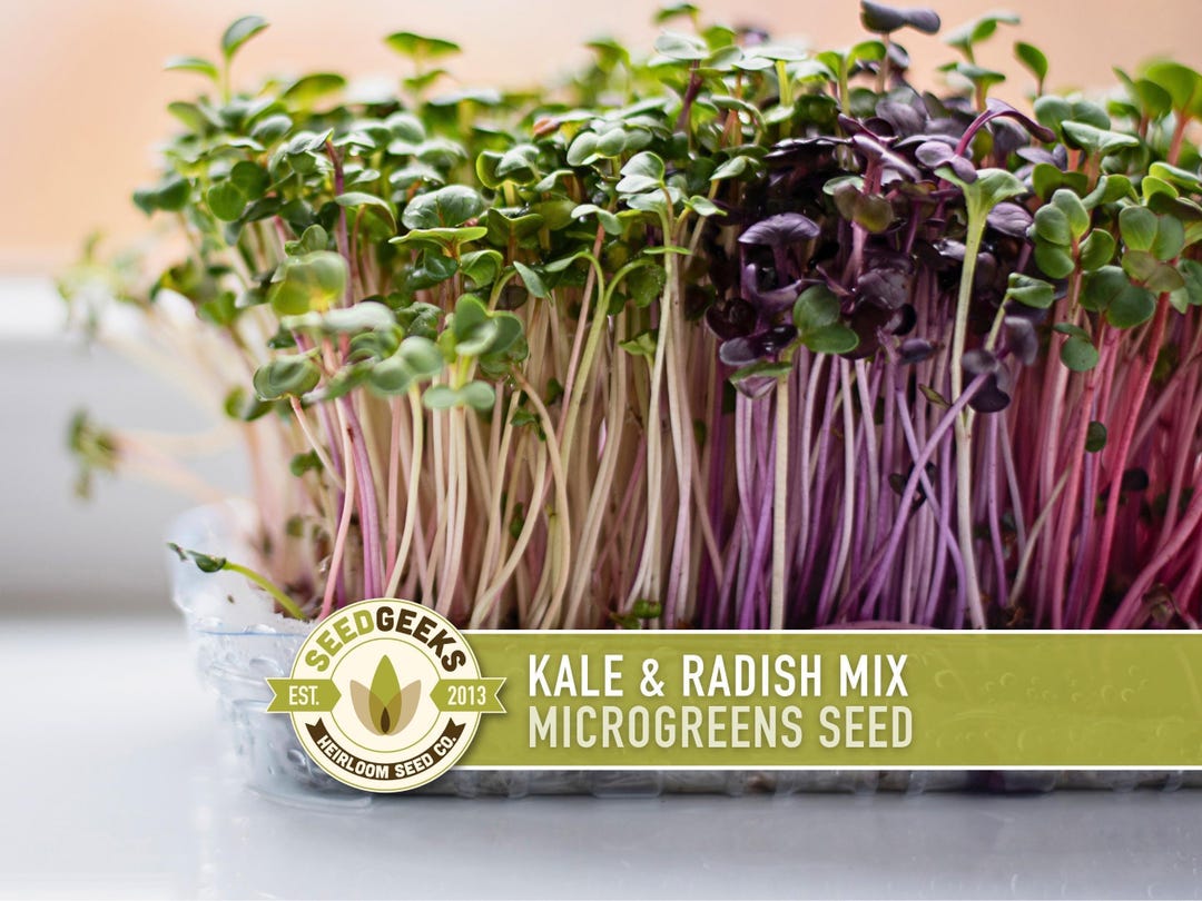 Radish & Kale Microgreens Seed Mix - Heirloom, Non-gmo, 1oz - Etsy