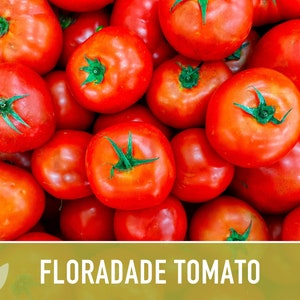 Floradade Tomato Seeds – Heirloom, High Yield, Heat Tolerant - Etsy
