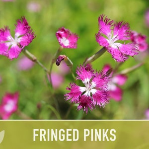 Fringed Pinks Dianthus Flower Seeds - Heirloom Seeds, Pollinator Garden ...