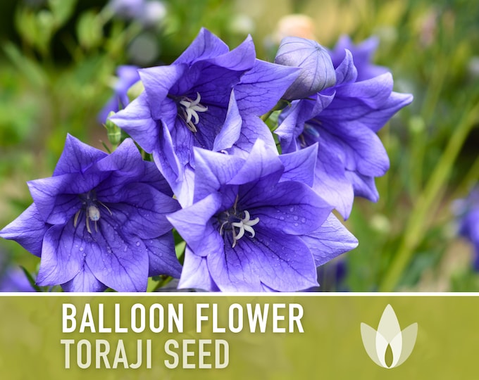 Balloon Flower (blue) - Etsy