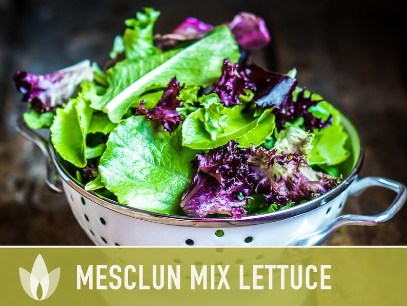 Mesclun Mix Lettuce Heirloom Seeds - Fresh Salad Mix, Seed Packets, Non ...