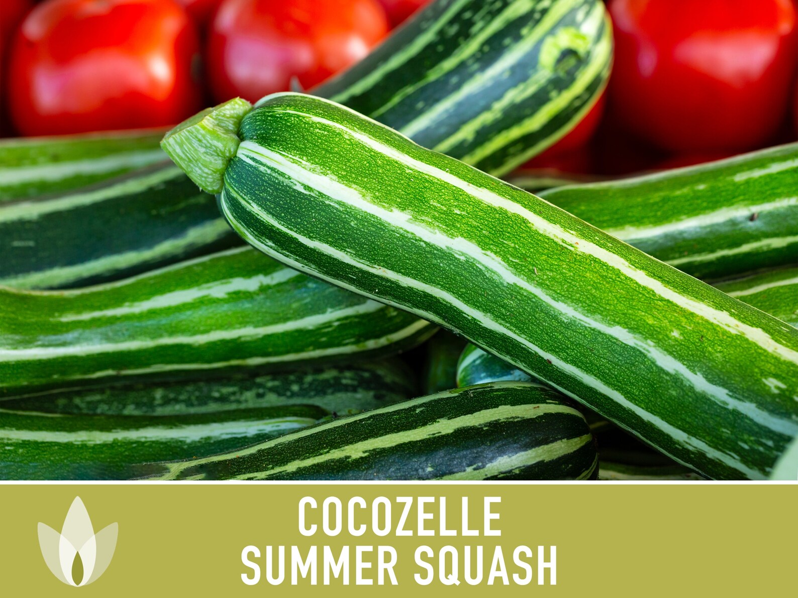 Cocozelle Summer Squash Zucchini Heirloom Seeds - Etsy