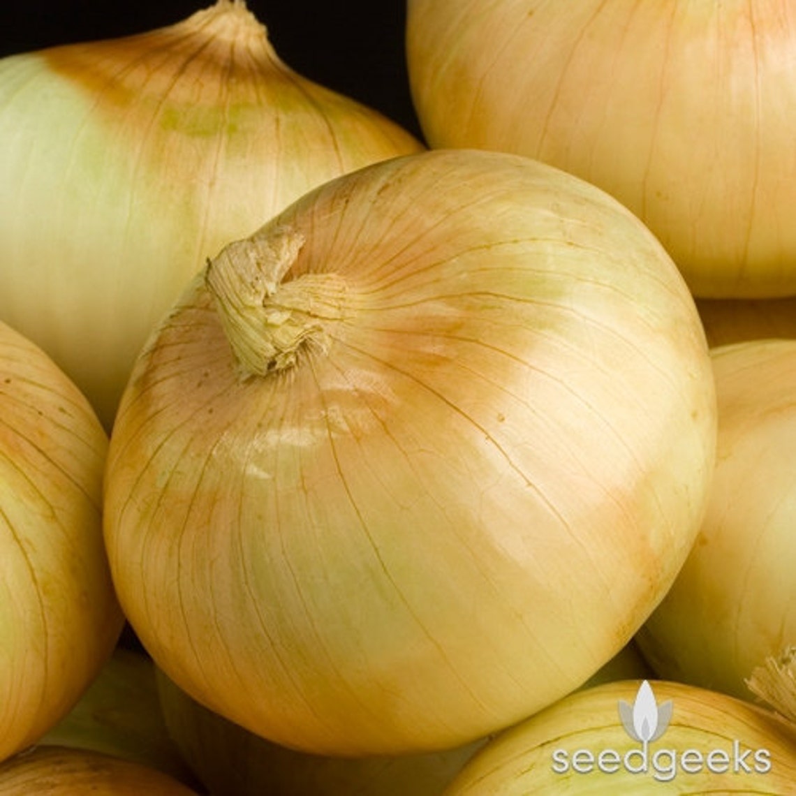 Yellow Sweet Spanish Onion Seeds Heirloom Organic Non-gmo - Etsy