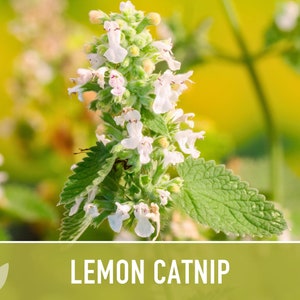 Lemon Catnip Herb Seeds - Heirloom Seeds, Herbal Tea, Kitty Favorite ...