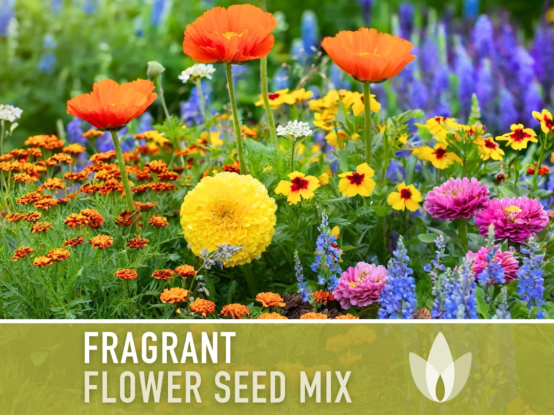 Fragrant Flower Seed Mix - Easy to Grow, Sensory Garden, Aromatic ...