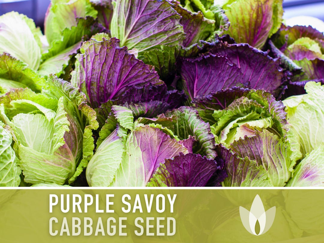 Purple Savoy Cabbage Seeds - Cold Hardy Heirloom, 150 Seeds - Etsy