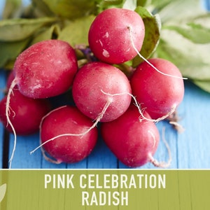 Pink Celebration Radish Seeds - Heirloom Seeds, Root Vegetables, Spring ...