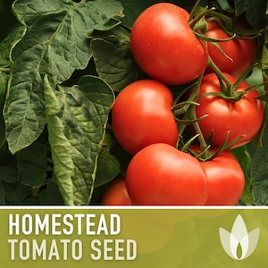 Homestead Improved Tomato Seeds – Heirloom, Heat Tolerant, Canning ...