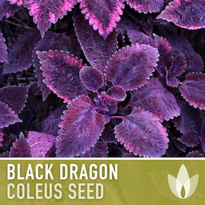 Coleus, Black Dragon - 20 Seeds - Heirloom Flower Seeds, Ornamental ...