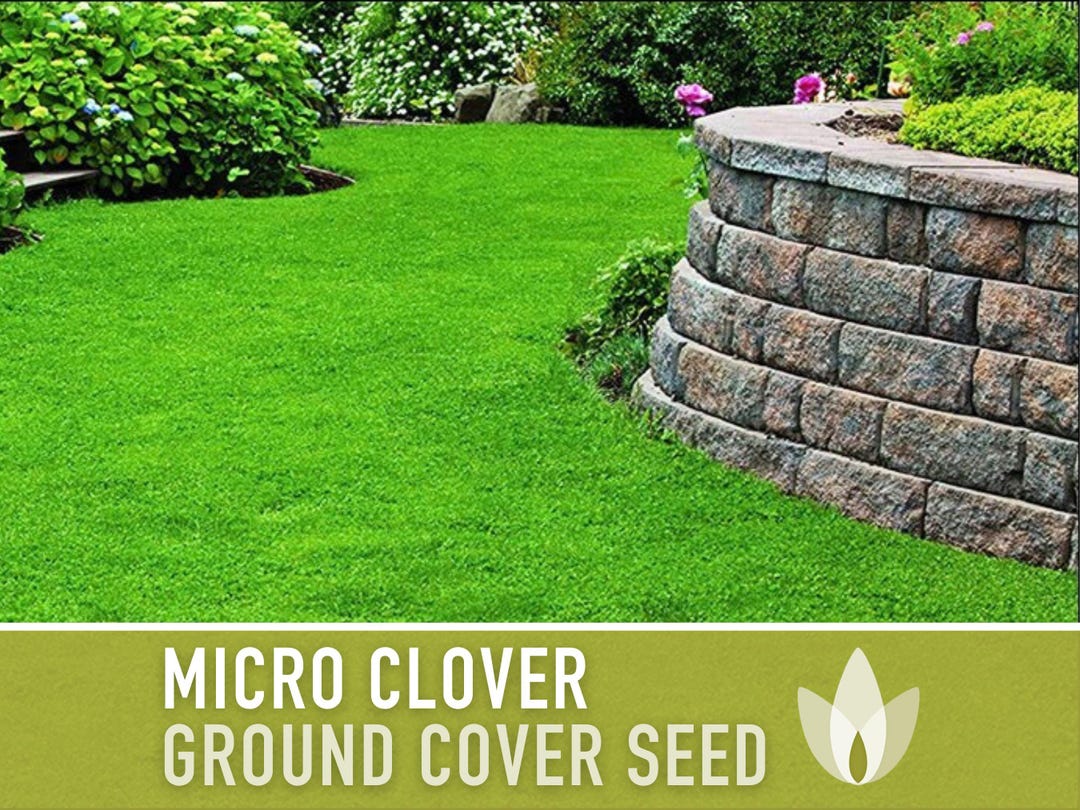 Bulk Micro Clover (mini) Ground Cover Seeds - 5,000+ White Clover Seeds ...