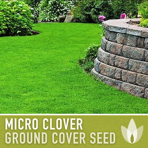 Bulk Micro Clover (mini) Ground Cover Seeds - 5,000+ White Clover Seeds ...