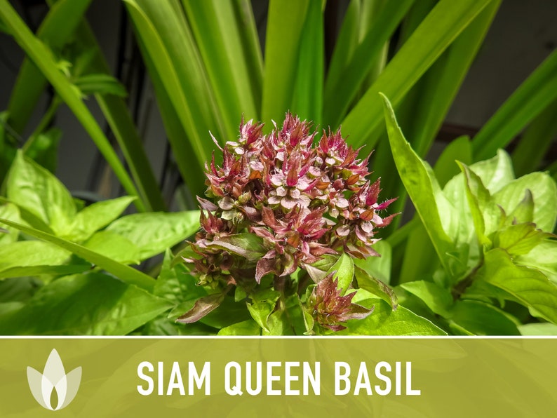 Siam Queen Thai Basil Seeds – Spicy Flavor, Ornamental Herb - Etsy
