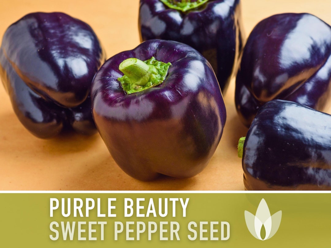 Purple Beauty Pepper Seeds