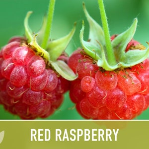 Red Raspberry, European Raspberry Seeds - Heirloom Seeds, Medicinal ...