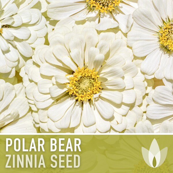 Polar Bear - Etsy