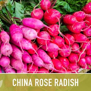 China Rose Radish Heirloom Seeds - Root Vegetables, Fall Garden ...