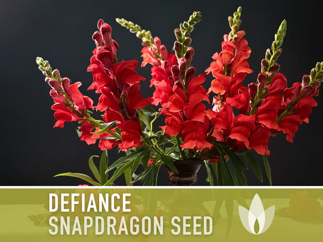 Defiance Snapdragon Seeds, 100 Heirloom Scarlet Red, Cottage Garden - Etsy