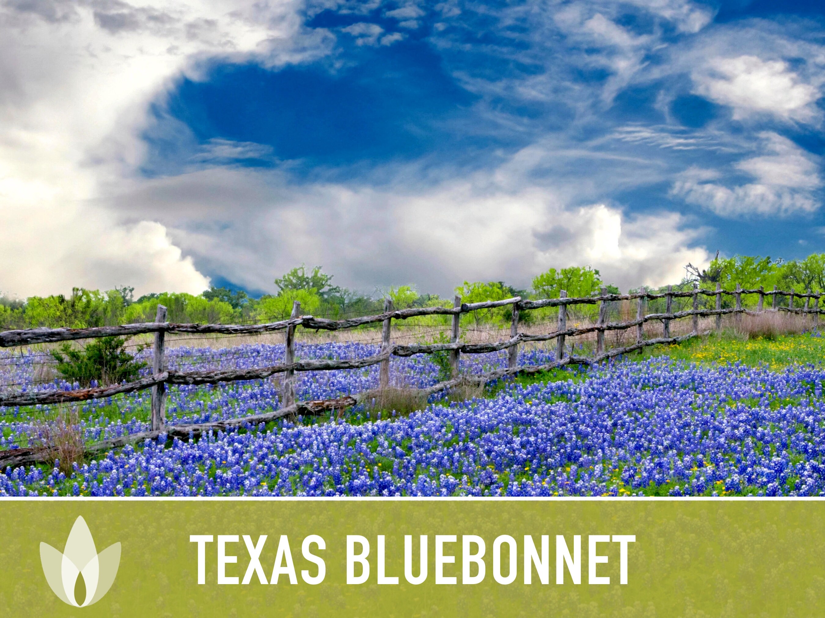 Texas Bluebonnet Flower Seeds – Heirloom Lupine, Non-gmo - Etsy