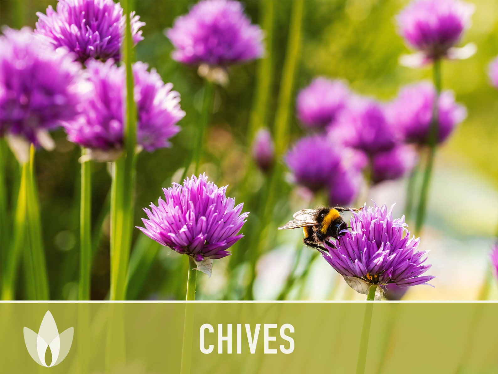 Chives Heirloom Herb Seeds - Etsy